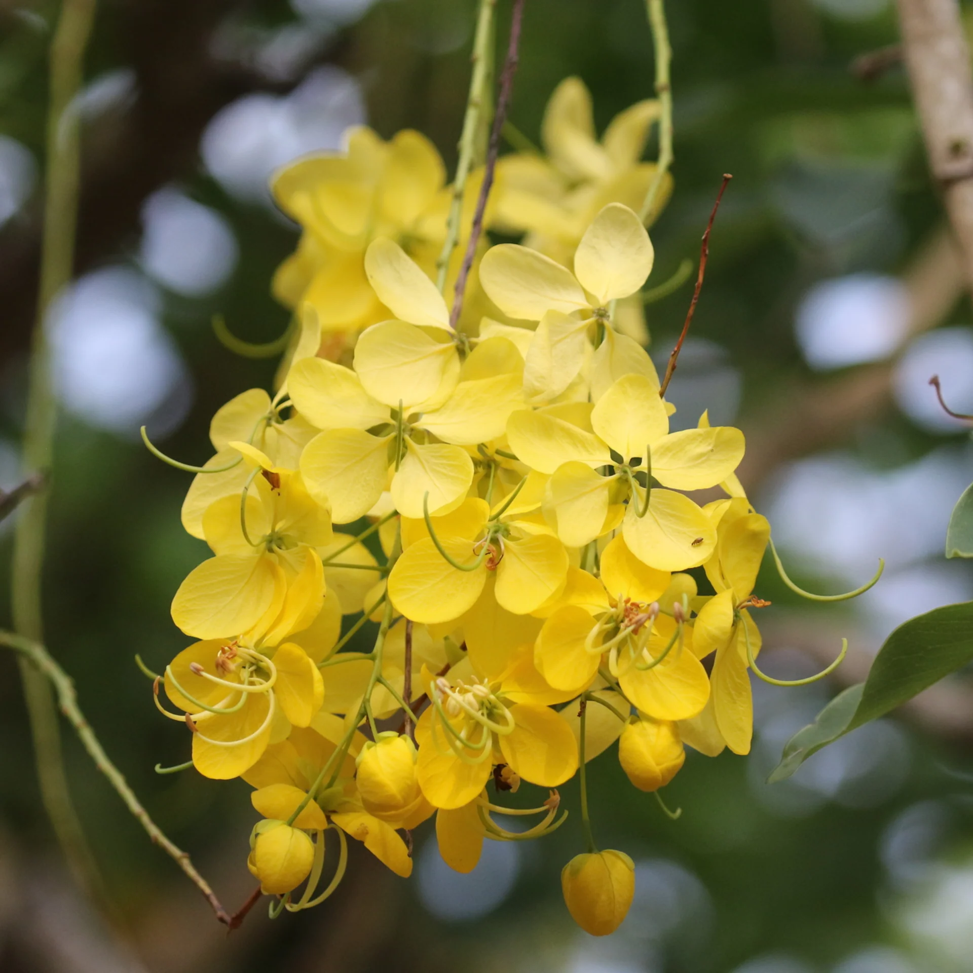 Cassia ‘Golden Yellow’ (Cassia Multijuga) - Bloomin' Days Landscaping ...