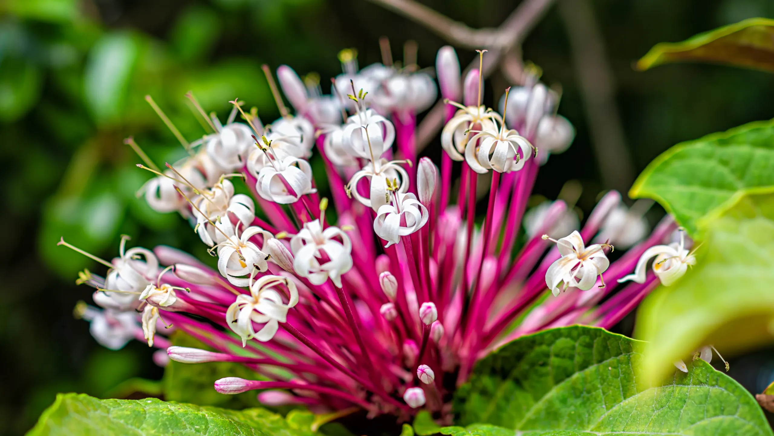 Clerodendrum ‘Shrubbing Fireworks’ (Clerodendrum Quadriloculare ...