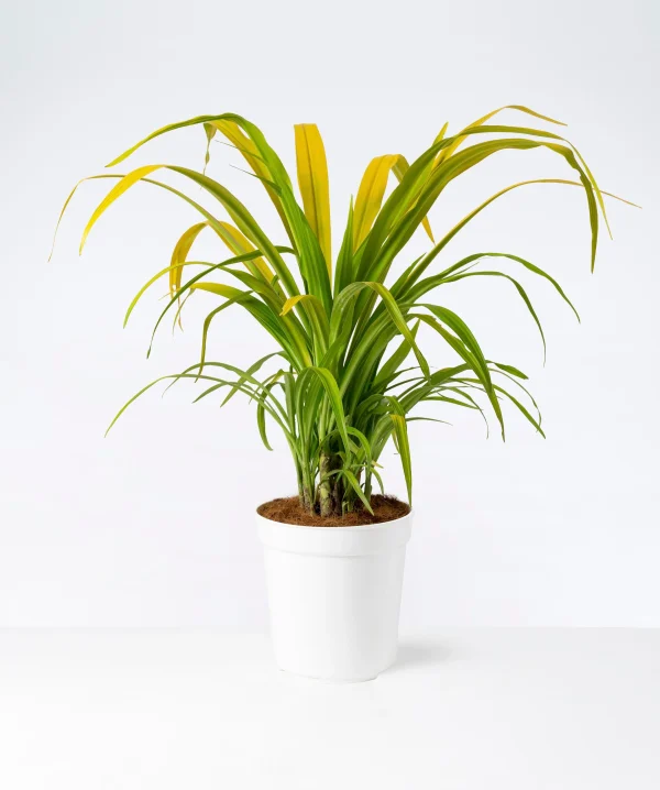 Crinum Lily ‘Giant Yellow’ (Crinum Xanthophyllum Aureum) - Bloomin ...