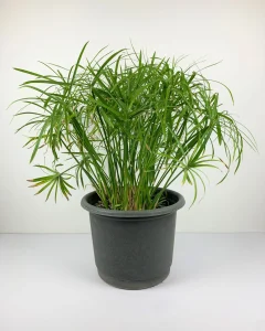 Cyperus ‘Giant’ (Cyperus Papyrus) - Bloomin' Days Landscaping & Design ...